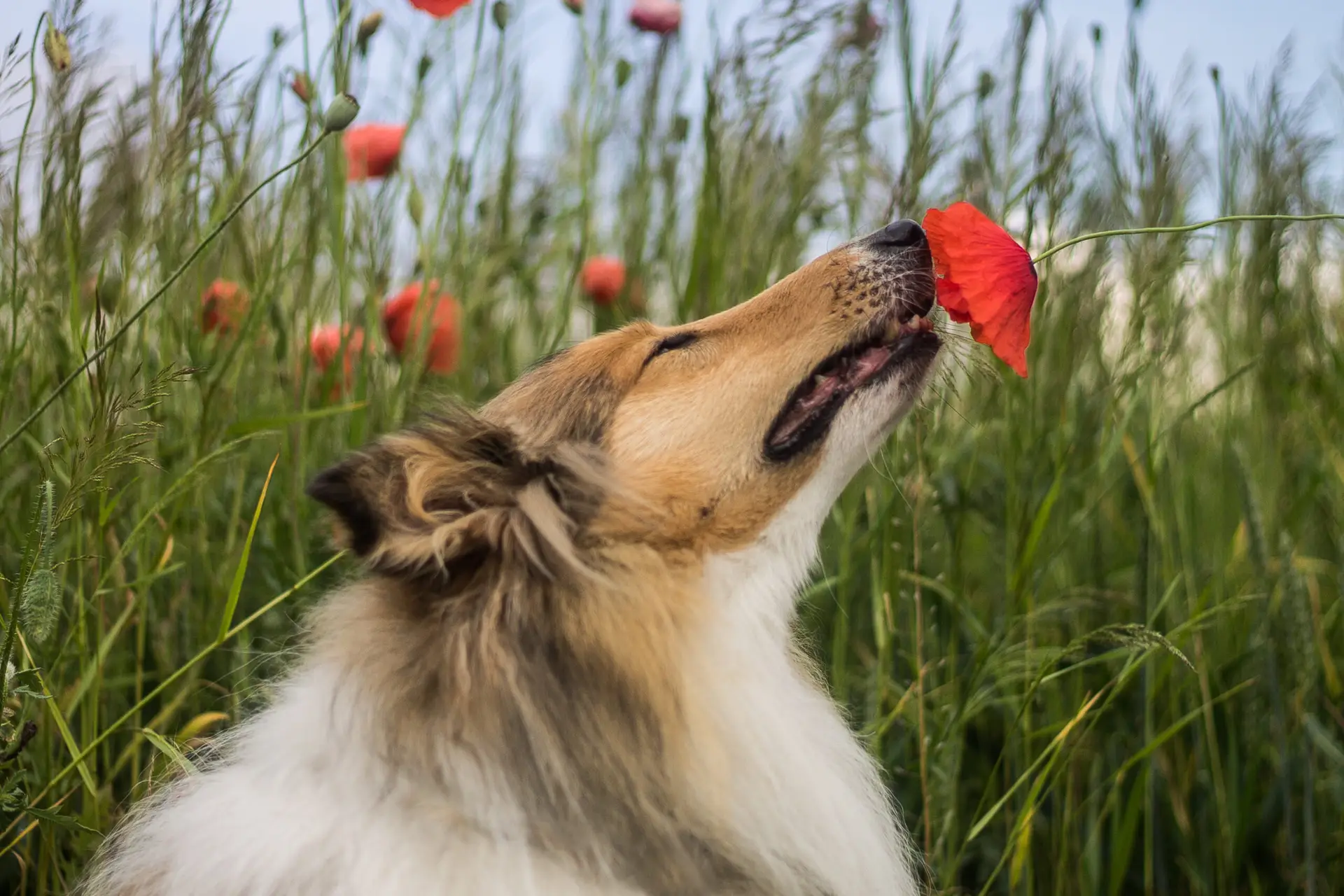 Can Dogs Smell Cancer? Which Breeds Can Sense Cancer?